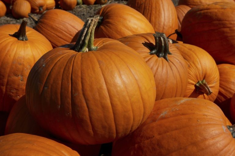 How to Keep a Pumpkin From Rotting so it Lasts All Season - Countryside